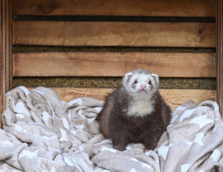 Élevage de furets en France - Les Constellations de Chica Ferret